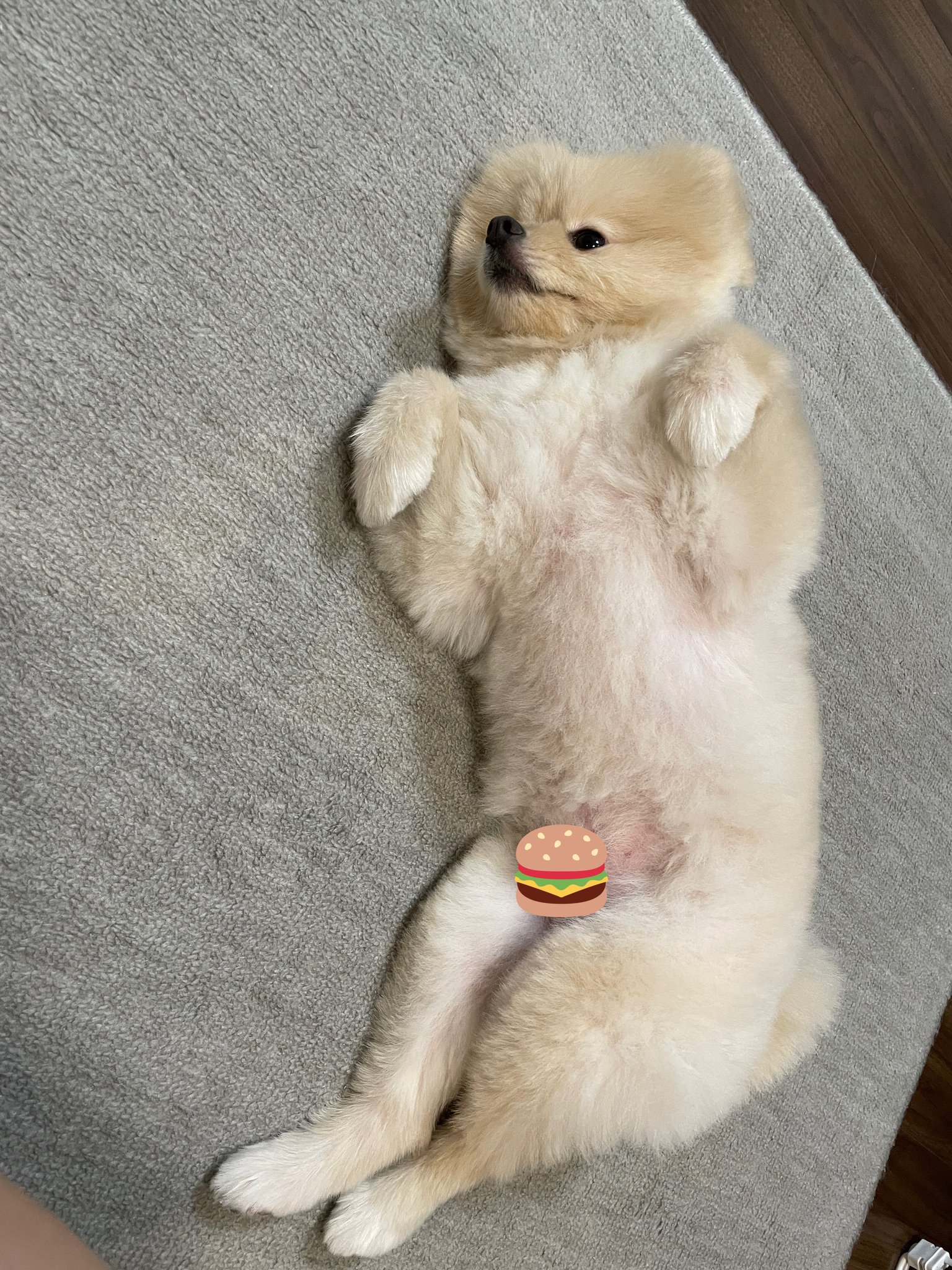 ころすけ＆ぺこ ポメラニアン兄妹 on Twitter: "誰かこの子のお腹撫でてやってください https://t.co/cQiPpTi7pk" / Twitter