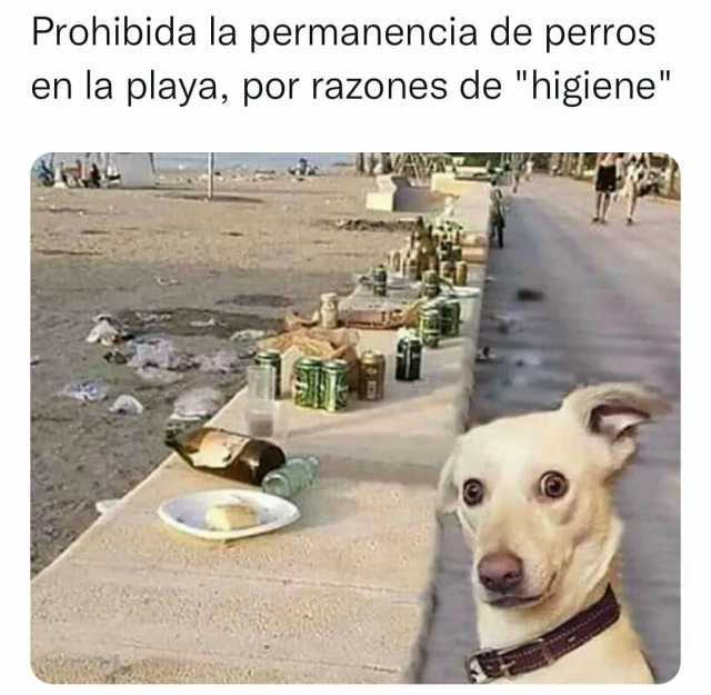 Memes De Perros Limpios TravieZoos Y Dicen Que Los Perros Hacen