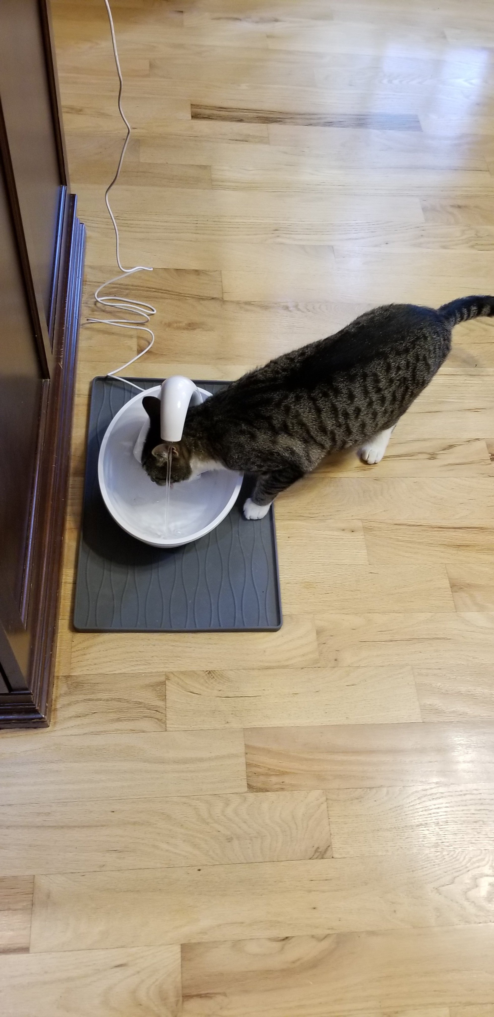 Cats Being Weird Little Guys On Twitter Submitted By Altapowderskier Twitter