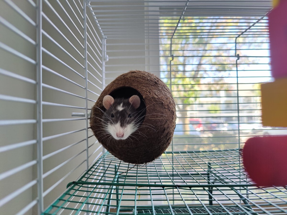 「Floating rat(photo from my bro and his g」|niseのイラスト