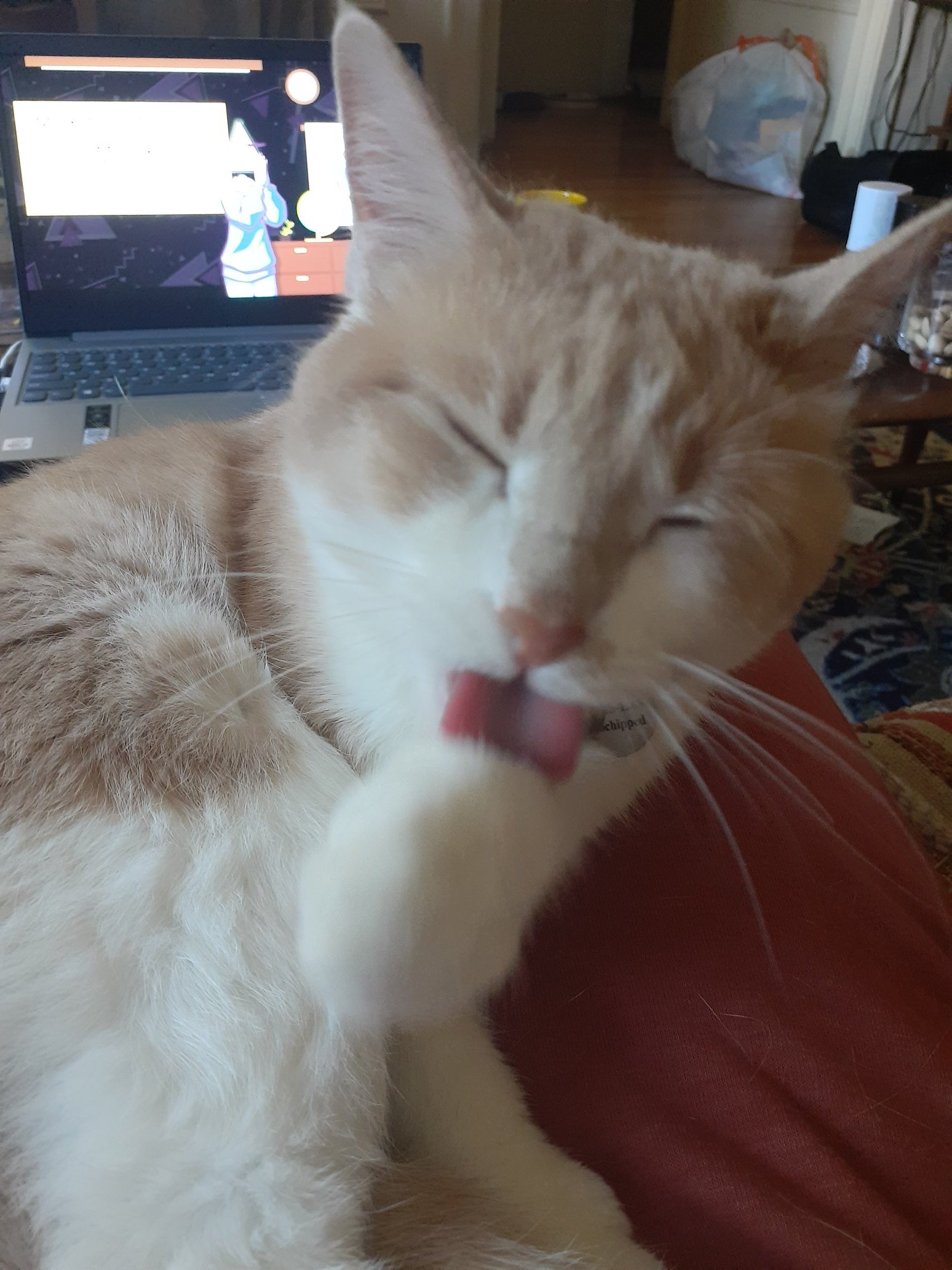 Juniper 🐈 (@Juniperbugjones) / Twitter Juniper 🐈 (@Juniperbugjones) / Twitter