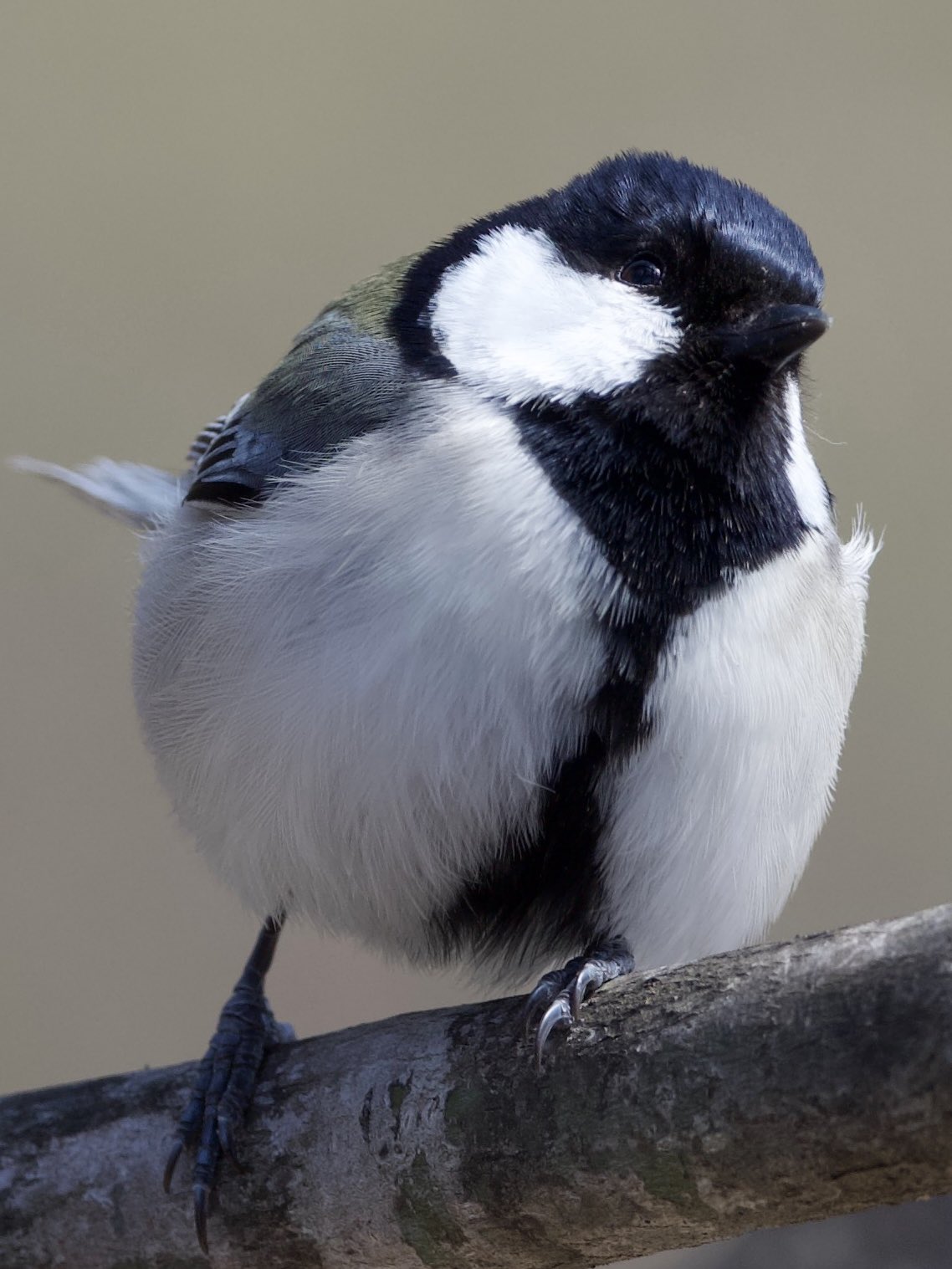 鈴木俊貴 Toshitaka Suzuki (@toshitaka_szk) / Twitter