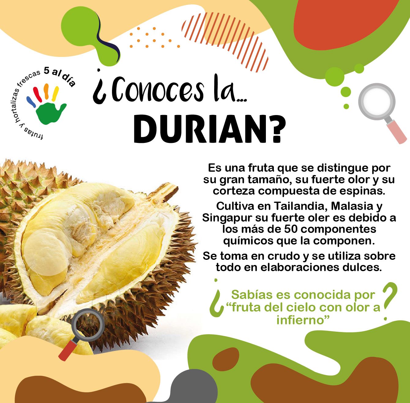 Olor A Fruta Durian El Durián |Durian | Learn Spanish Vocabulary