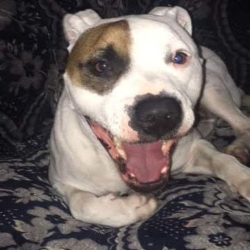 White Pitbull With Brown Spot On Eye