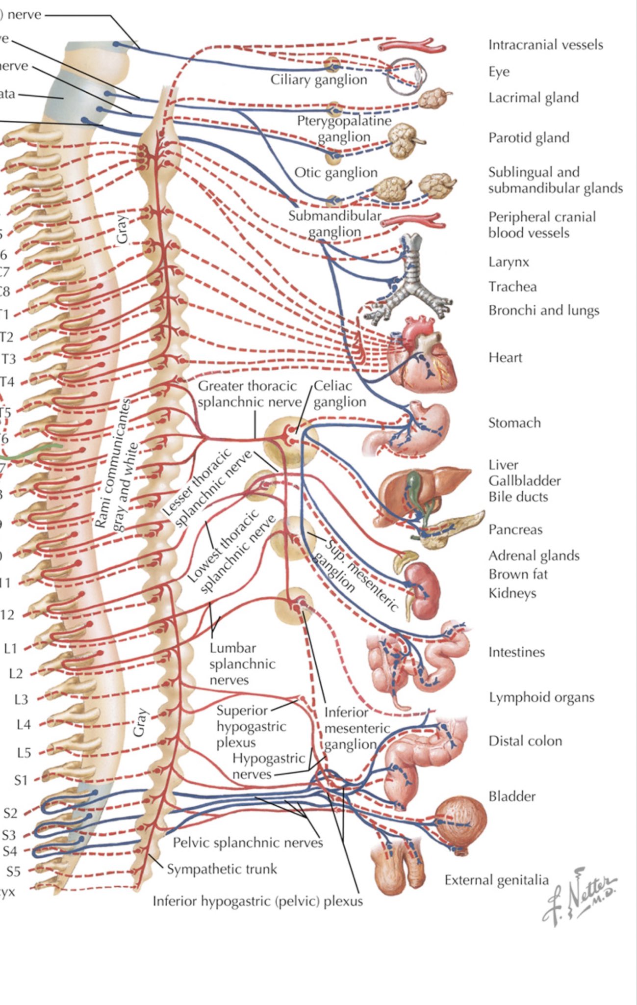 Netter Anatomy Nervous System