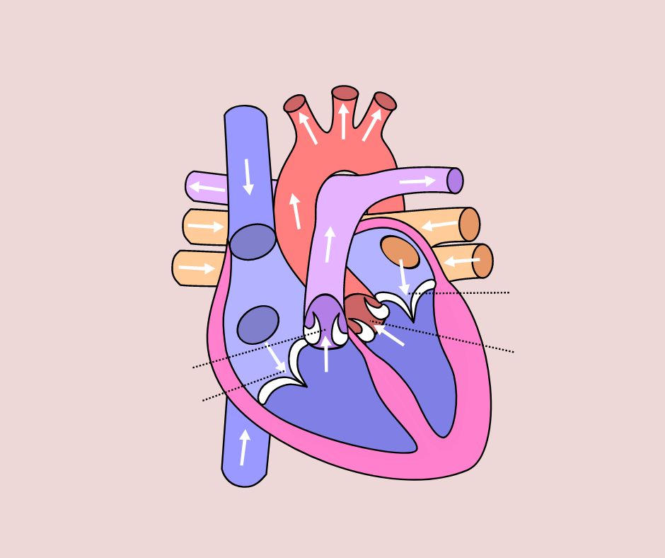 The Heart Without Labels