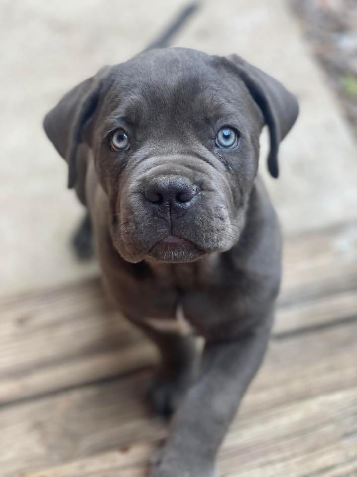 What Exactly Is A Bandog