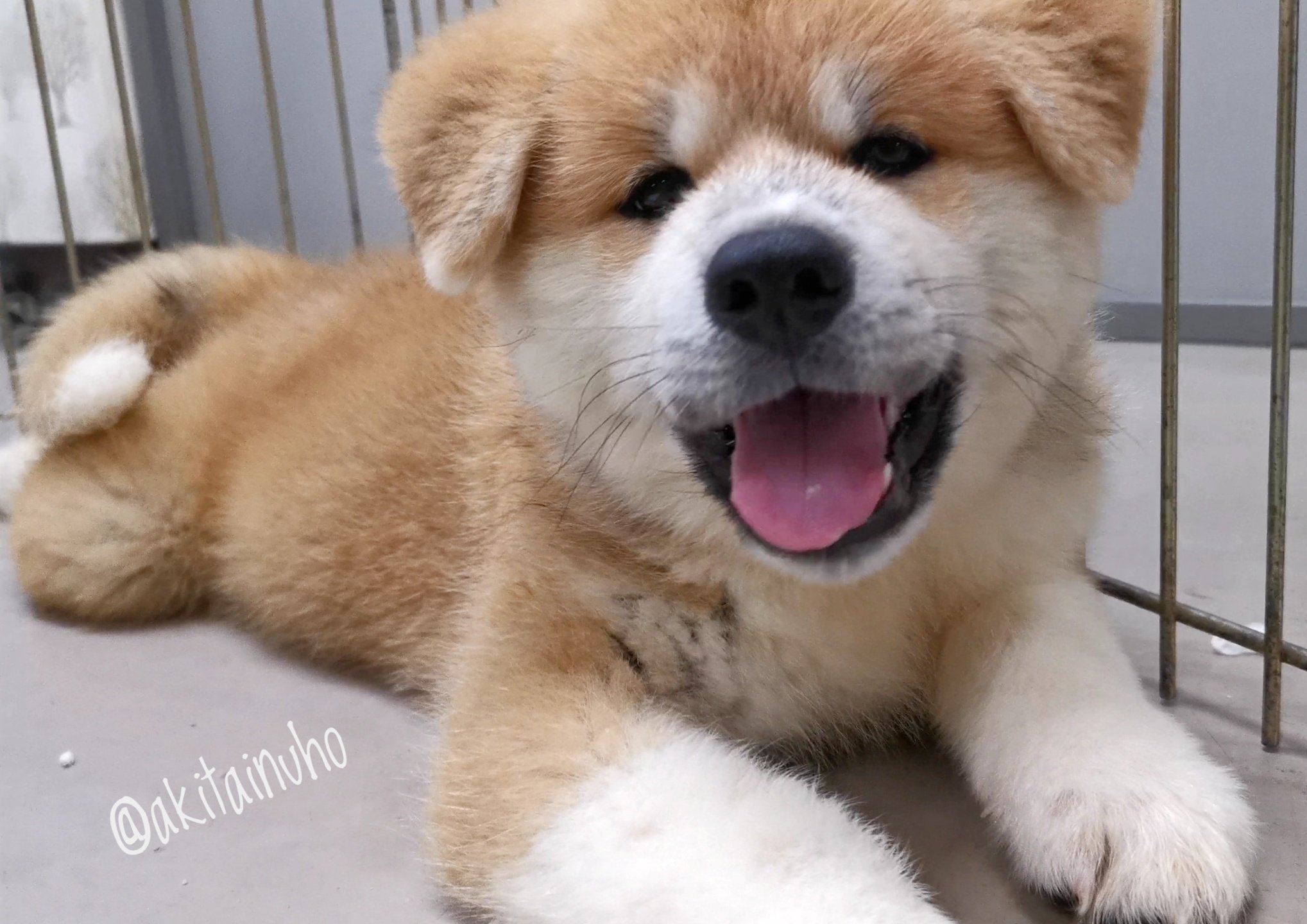 @alive13/どうぶつ / Twitter