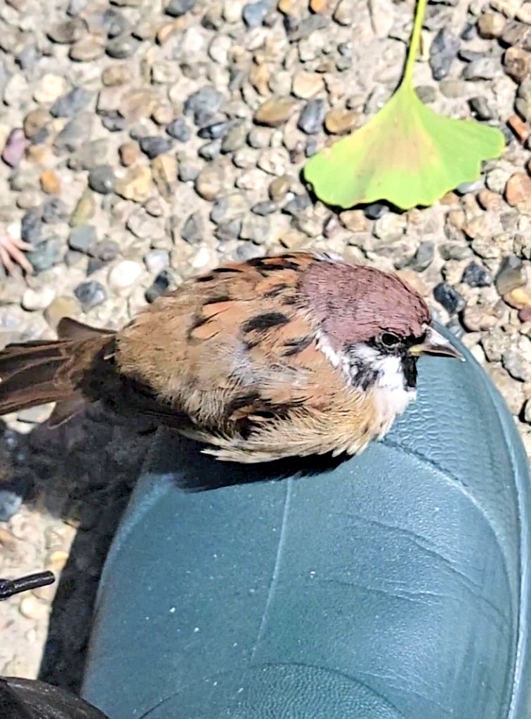 ꧁スカーレット꧂29K on Twitter: "RT @pi_pipi33: スズメﾁｬﾝ♪ ゆっくりくつろいでね(^^👞 ｵﾊﾖｰｺﾞｻﾞｲﾏｽ 🐥(•ө•) https://t.co ...