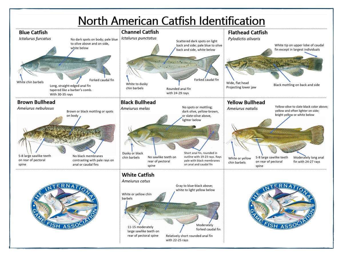 IGFA on Twitter: "North America’s catfish can be difficult to identify. Check out this printable ...