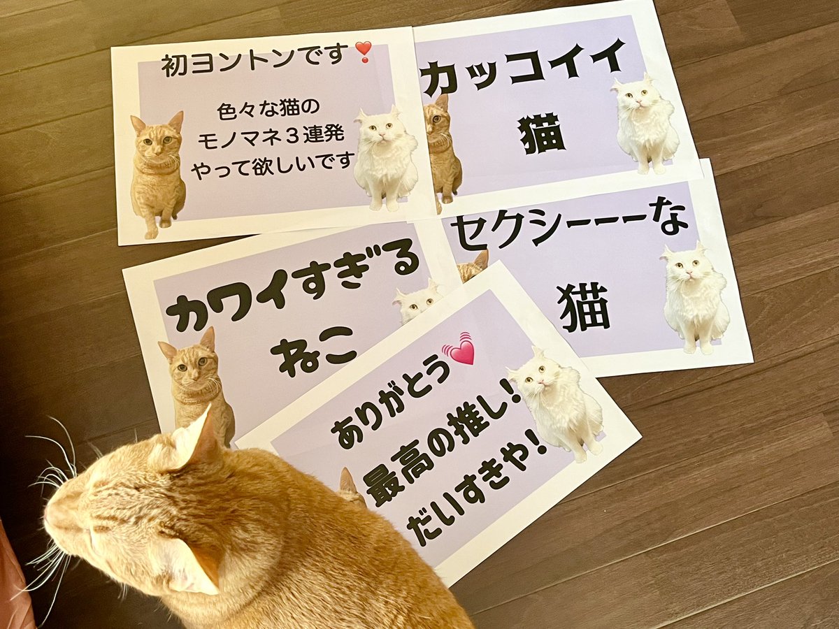 よくしまるけつこᴵᴺᴵ On Twitter 西洸人 ヨントン レポ カッコイイ猫🐱と可愛い猫🐱とセクシーな猫🐱の西洸人を堪能出来まし