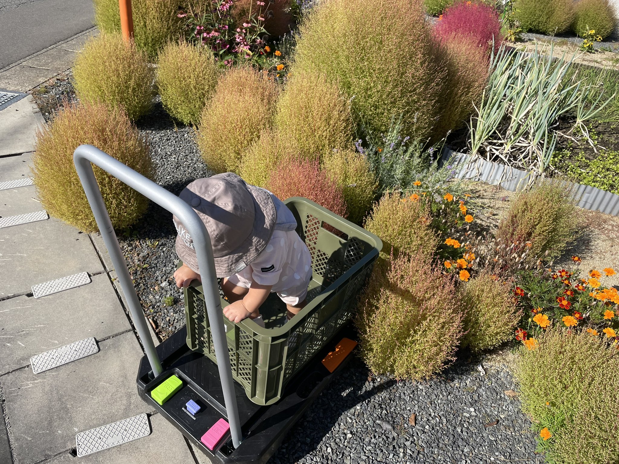 T. HIGUCHI on Twitter: "収穫野菜と同じ扱いを受ける娘の人 https://t.co/YXZTW3C3Bl" / Twitter