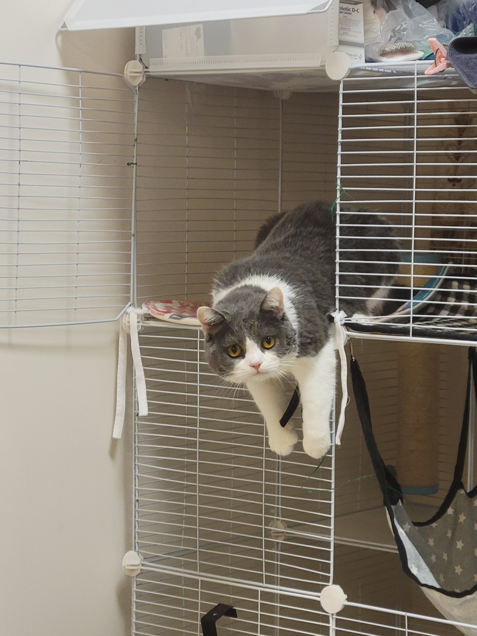 Miffy Style on Twitter: "Mimi is staring at me in this way😳 #CatsOfTwitter #cat https://t.co ...