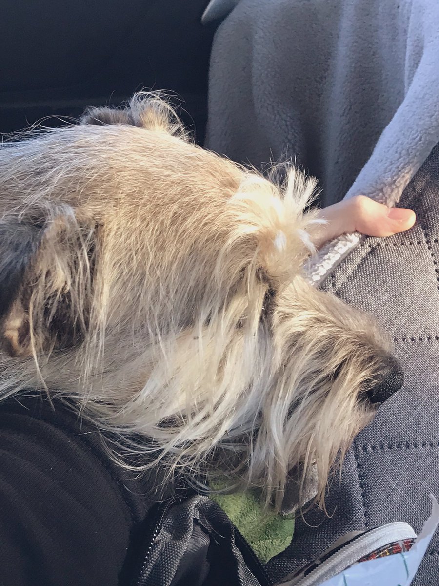 「Love my parents doggo very much 」|🌸lRUSU🌸💙💛 BDAY APRIL 6TH 🎉のイラスト