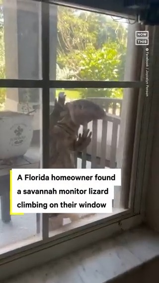 This savannah monitor lizard tried to sneak a peek inside a home in ...