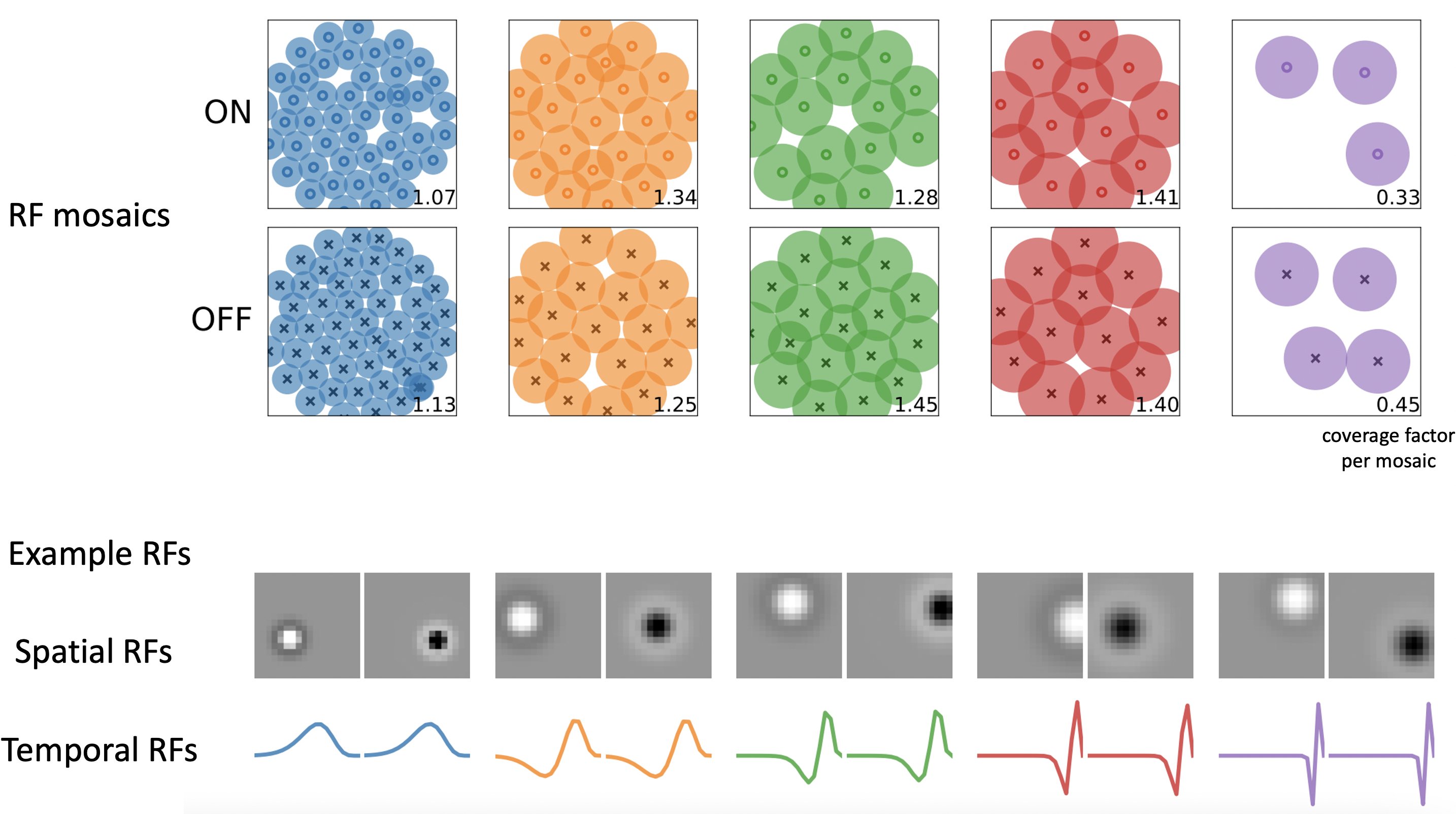 Nayoung Jun on Twitter: "Why do we need SO many cell types in the retina? Efficient coding ...
