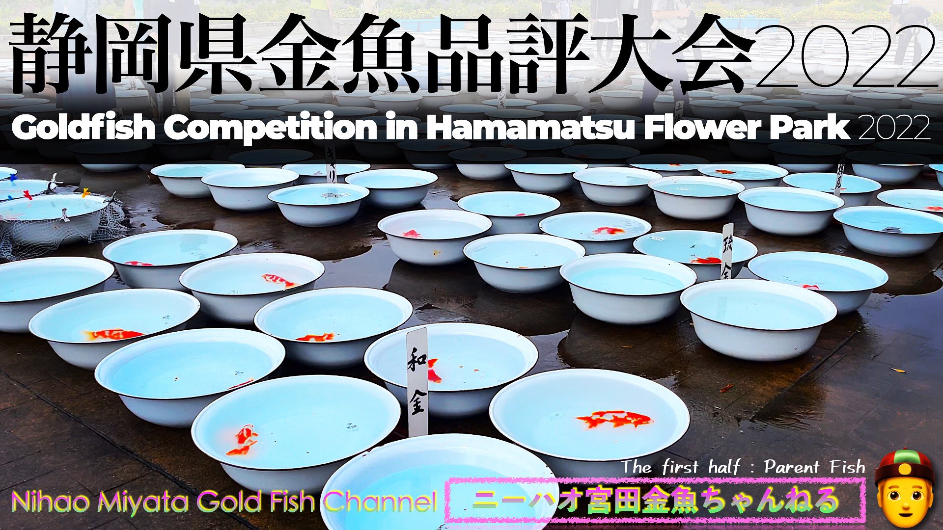 nihao_miyata on Twitter: "『静岡県金魚品評大会2022』の動画を公開致しました📹 https://t.co/R1kZqOxR2q🐟よろしくお願い致します🙌 https ...