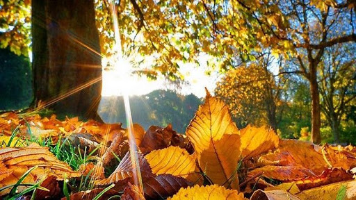 ХӨХ ТЭНГЭРИЙН ХҮҮ On Twitter Rt Soogiin Намрын өглөөний мэнд ээ