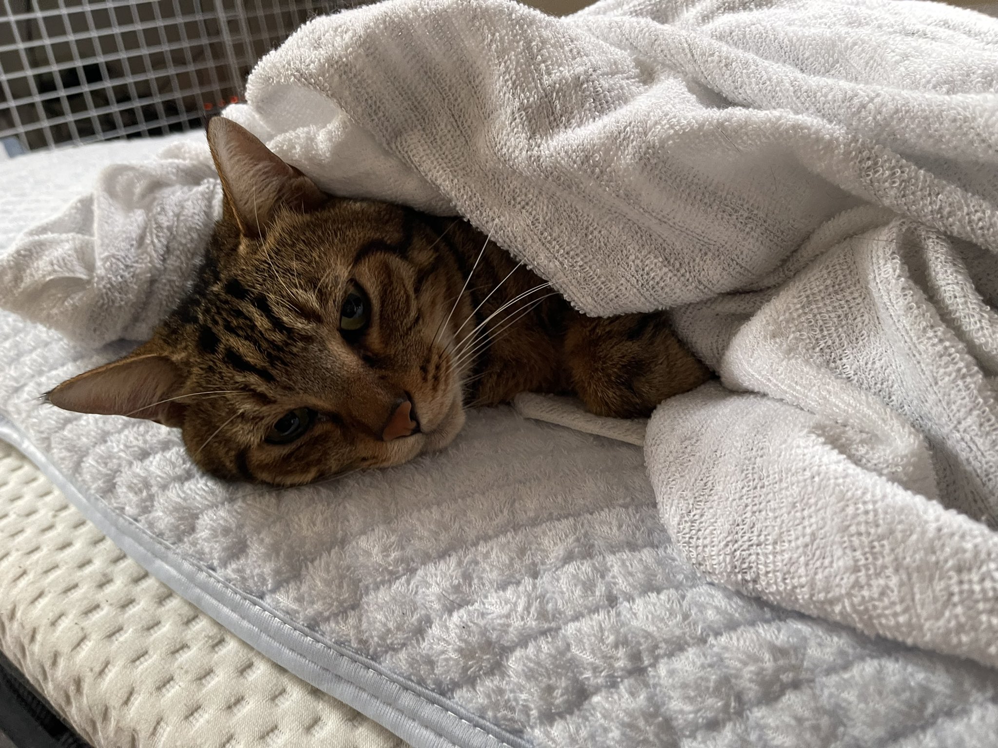 るん (@runrun_channel) / Twitter