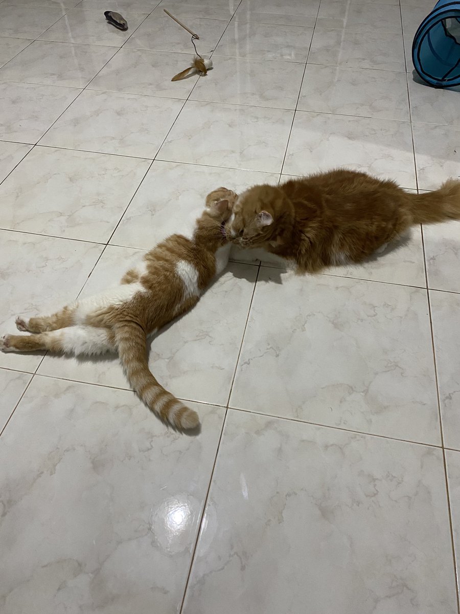 Mas Yuj dan Nyomo~ on Twitter: "Pagi2 bangun saling nyari trus saling ...