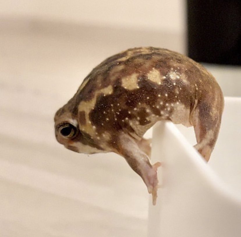 【悶絶】塀を乗り越えようとふんばる「アメフクラガエル」の後ろ姿が犯罪的に可愛いwww