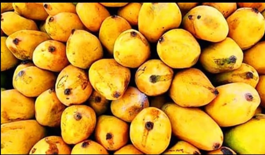 Every summer, Indians go gaga over mangoes. But, 56 years ago, there ...