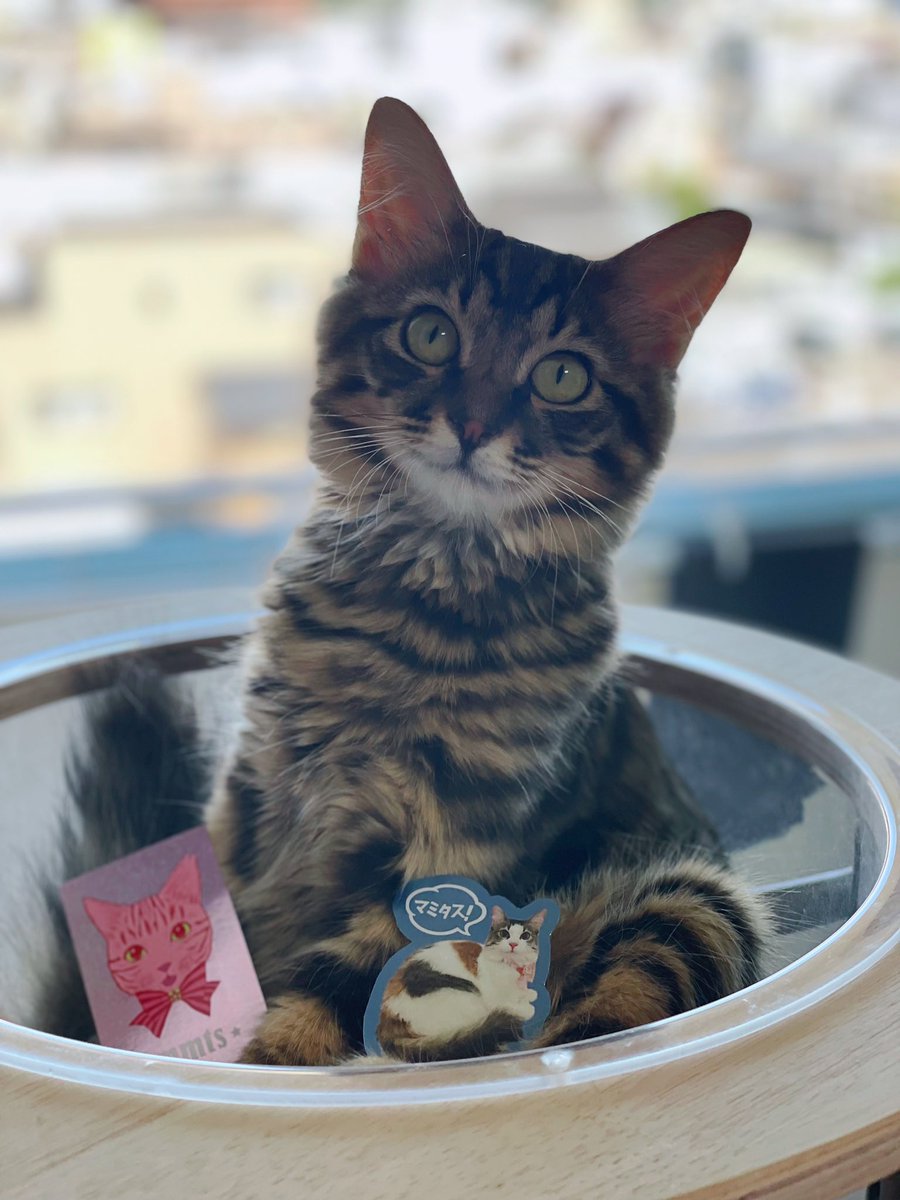 20周年の中川翔子🍒🍉🍫 on Twitter: "RT @mmts_Nakano: \動物愛護週間／ 【9/26（月）23:59まで】 対象商品をお買い上げのお客様に先着でステッカー1枚を ...