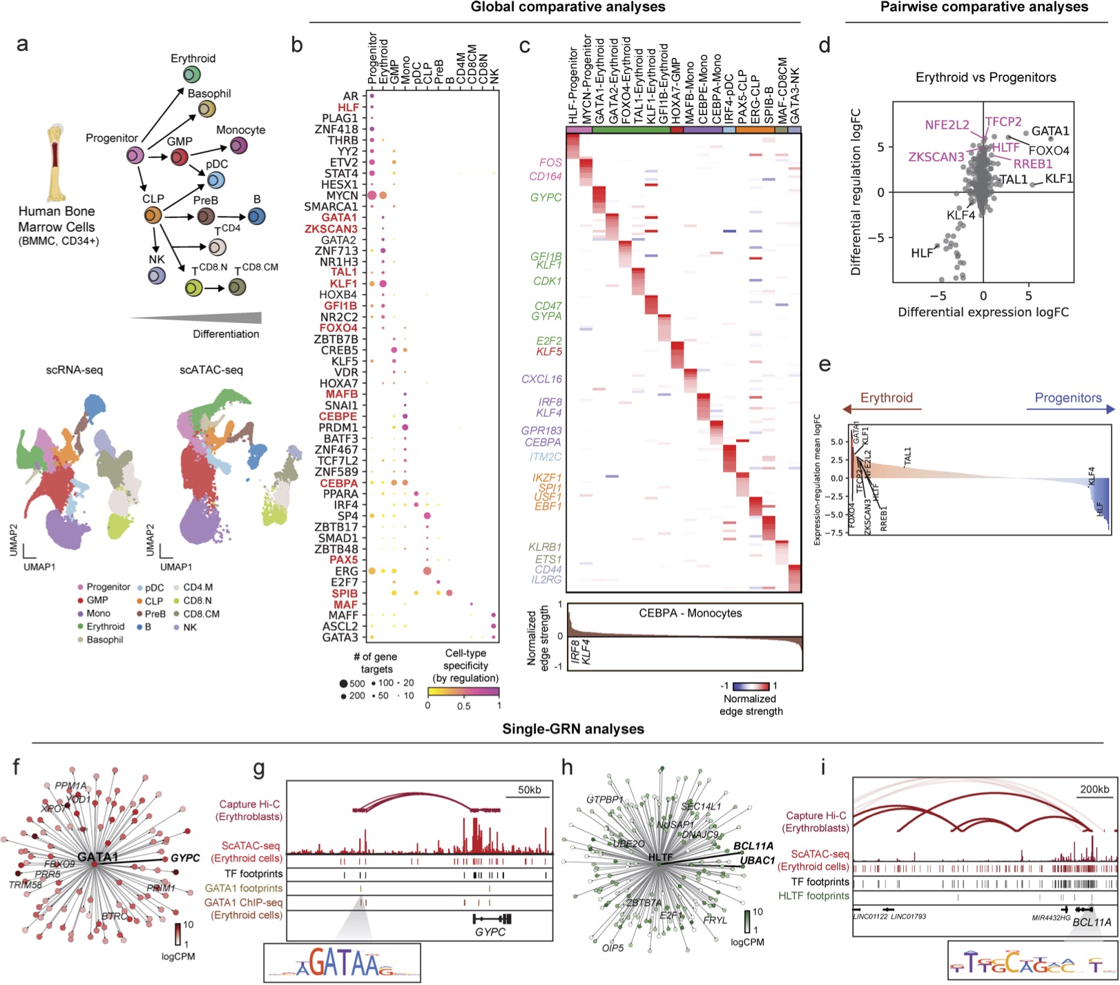 Luca Pinello on Twitter: "Excited to reconstruct and analyze *Dynamic* Gene Regulatory Networks ...