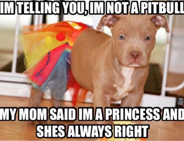 Princess Dog Memes