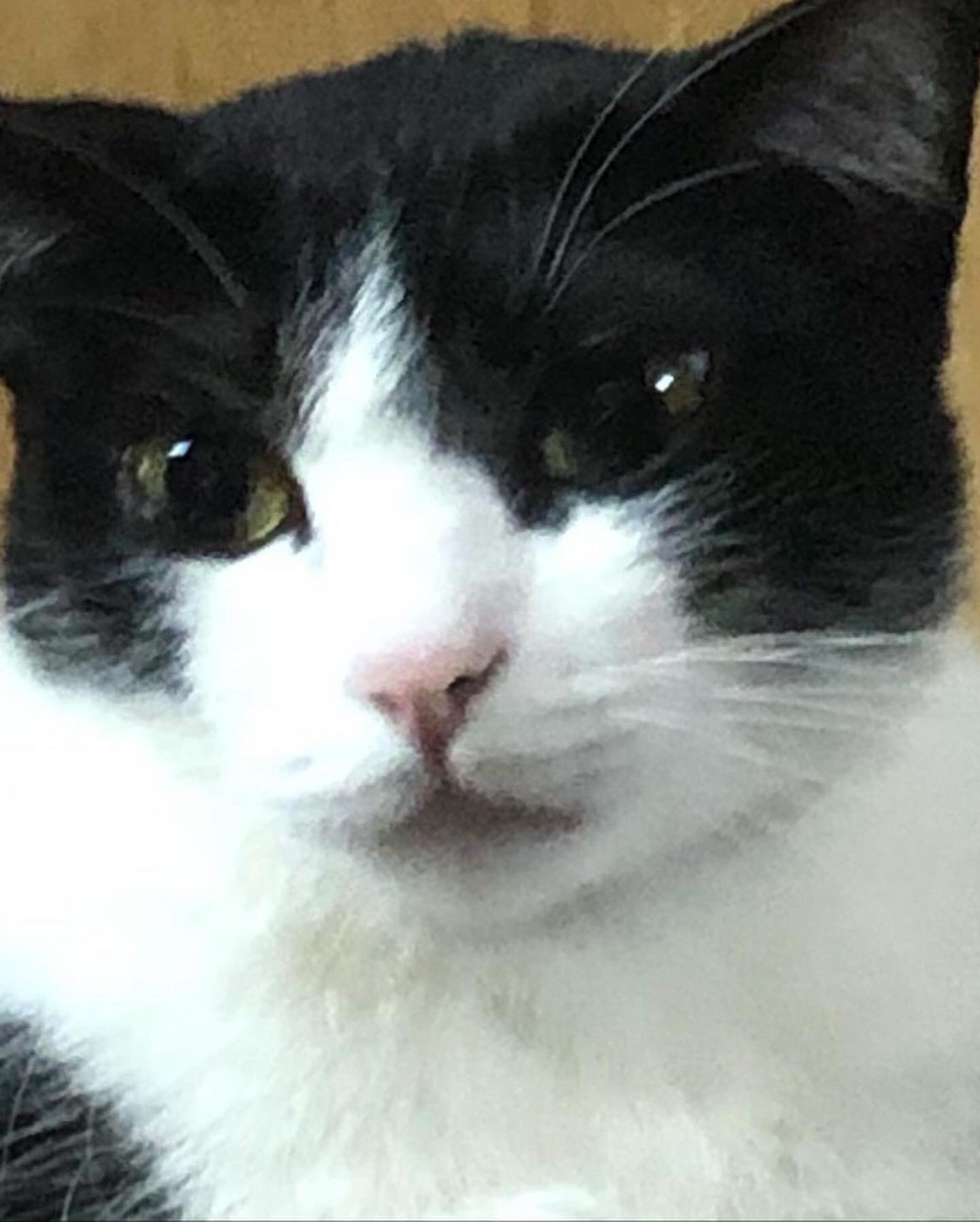 🌸 XiaoYing - 小樱 🌸 Free Set Patreon 🌸 on Twitter: "@OfficialCuddly Battle with me!! https://t.co ...