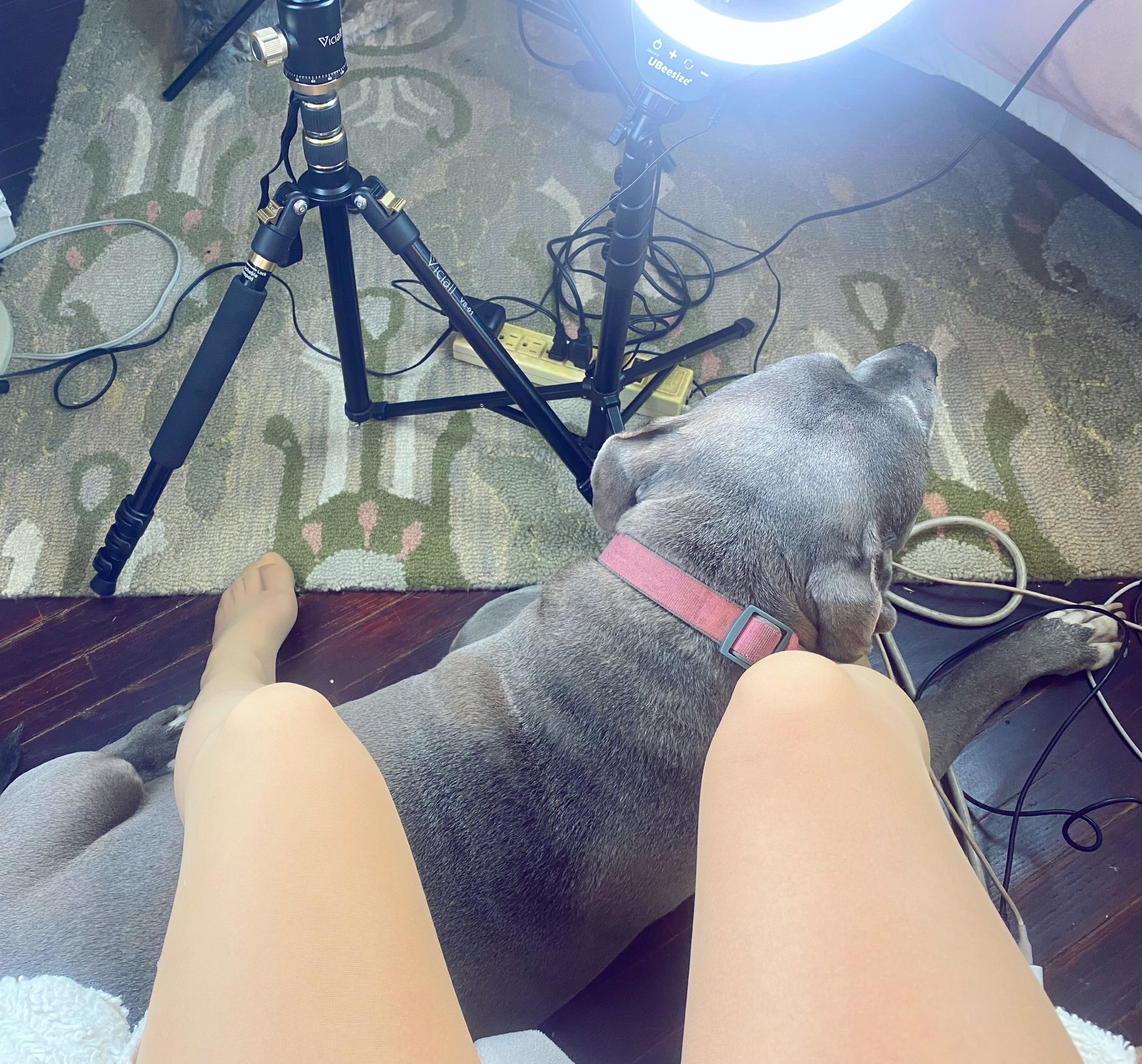 Goddess Evelyn 🎉🎊10/22 on Twitter: "The life of a working dog mom https://t.co/hdfpf5fBlF" / Twitter