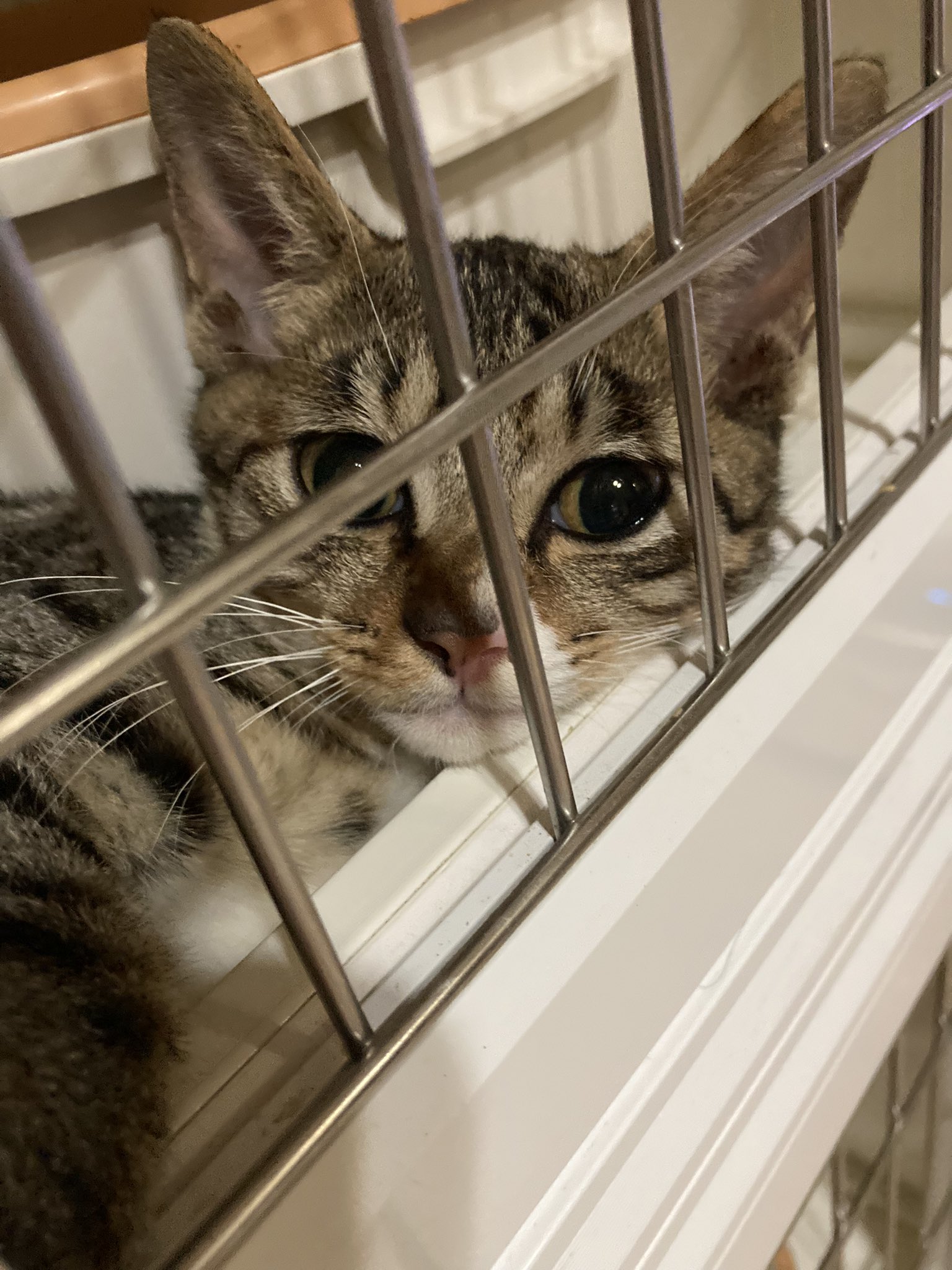 hinatabocco.k on Twitter: "おはようございます😸 https://t.co/NeONr0NsQ3" / Twitter