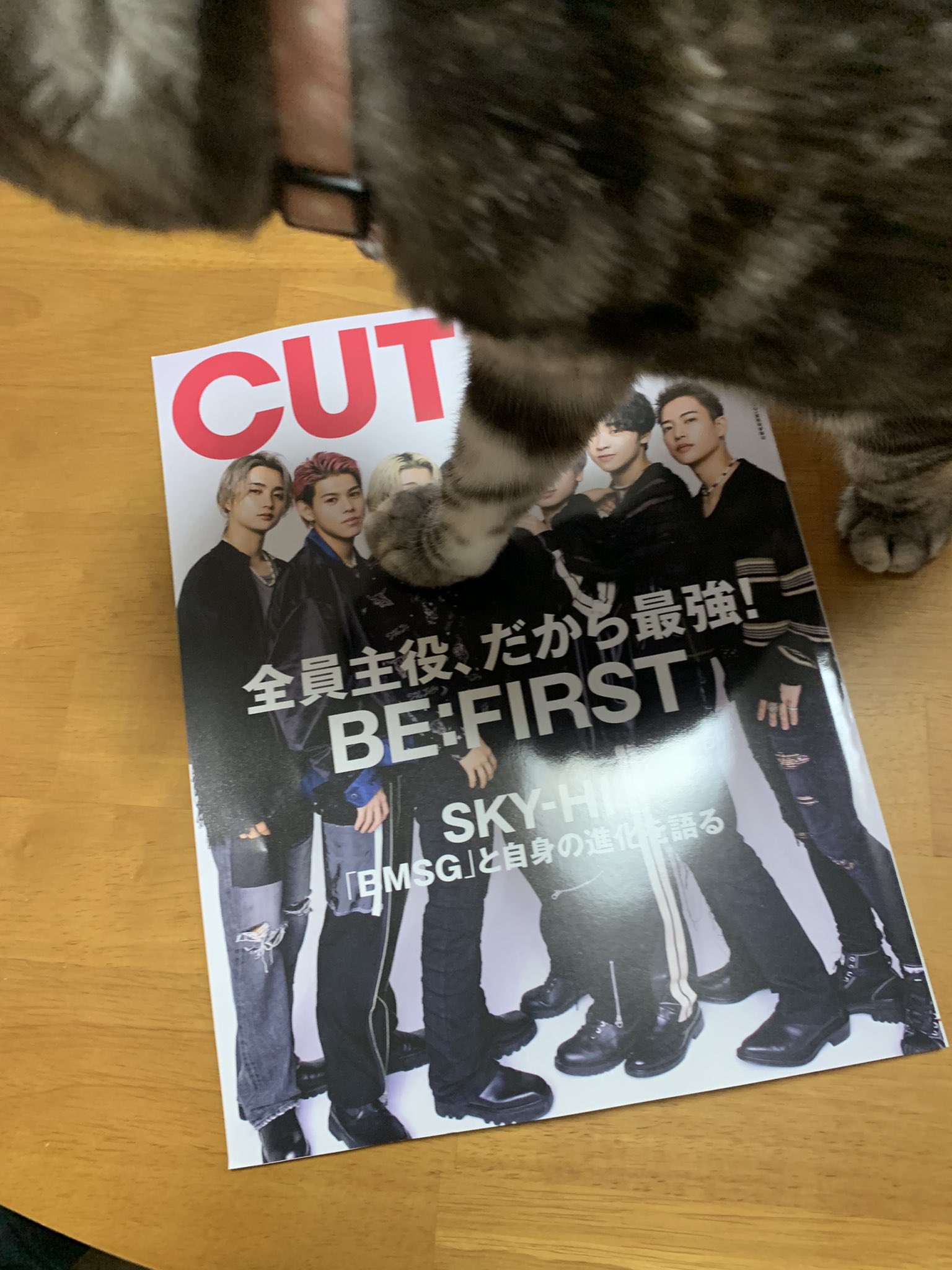 寮母になりたいオバチャンBESTY🐧🕺🦁🐢🐩🐉🧢 on Twitter: "踏まないで😭 #BMSG猫部 https://t.co/WbUwLURueU" / Twitter