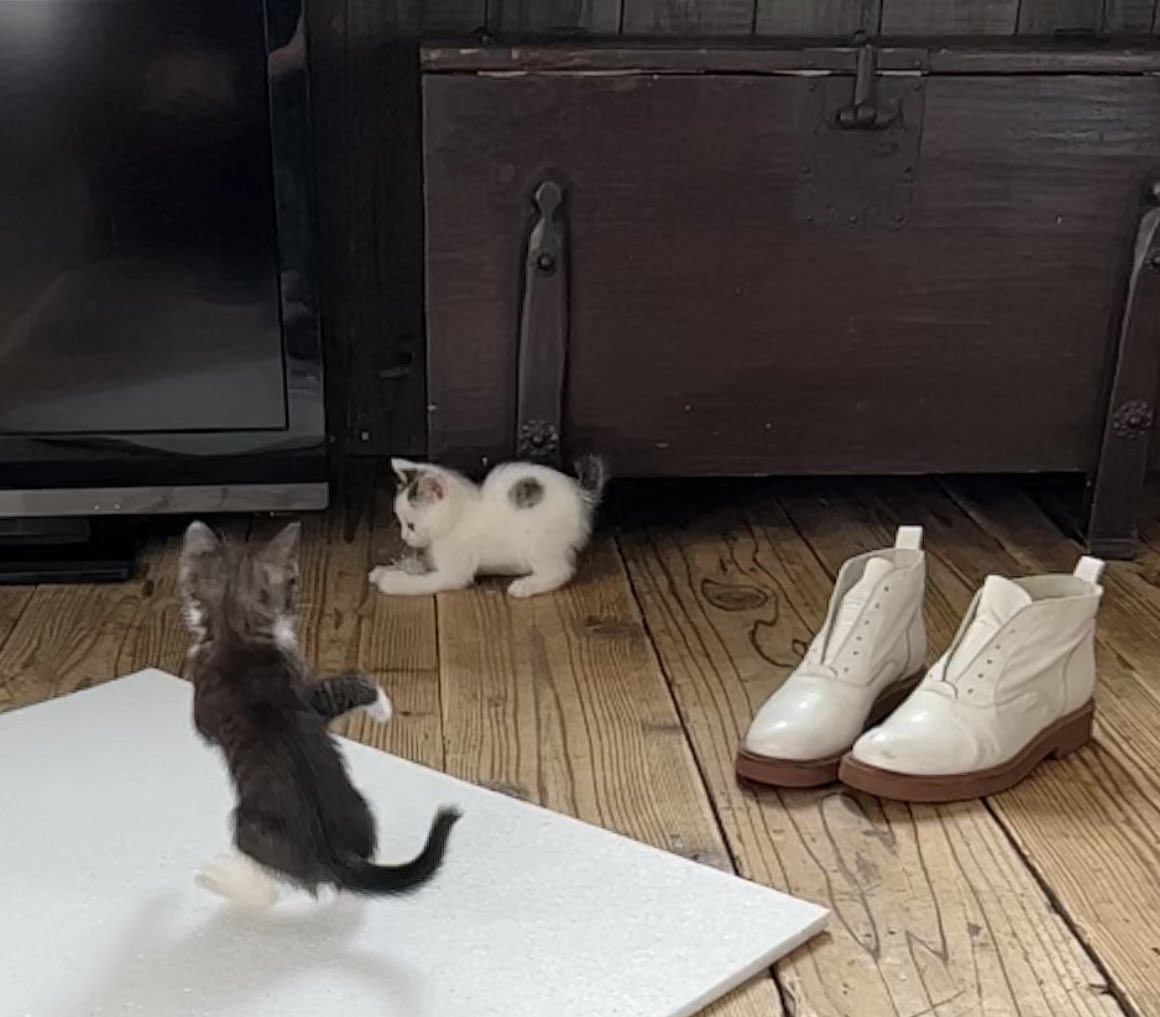 麻生圭子 Keiko Aso on Twitter: "仔猫ちゃん、遊んでます。 https://t.co/h7k1wZYtC0" / Twitter