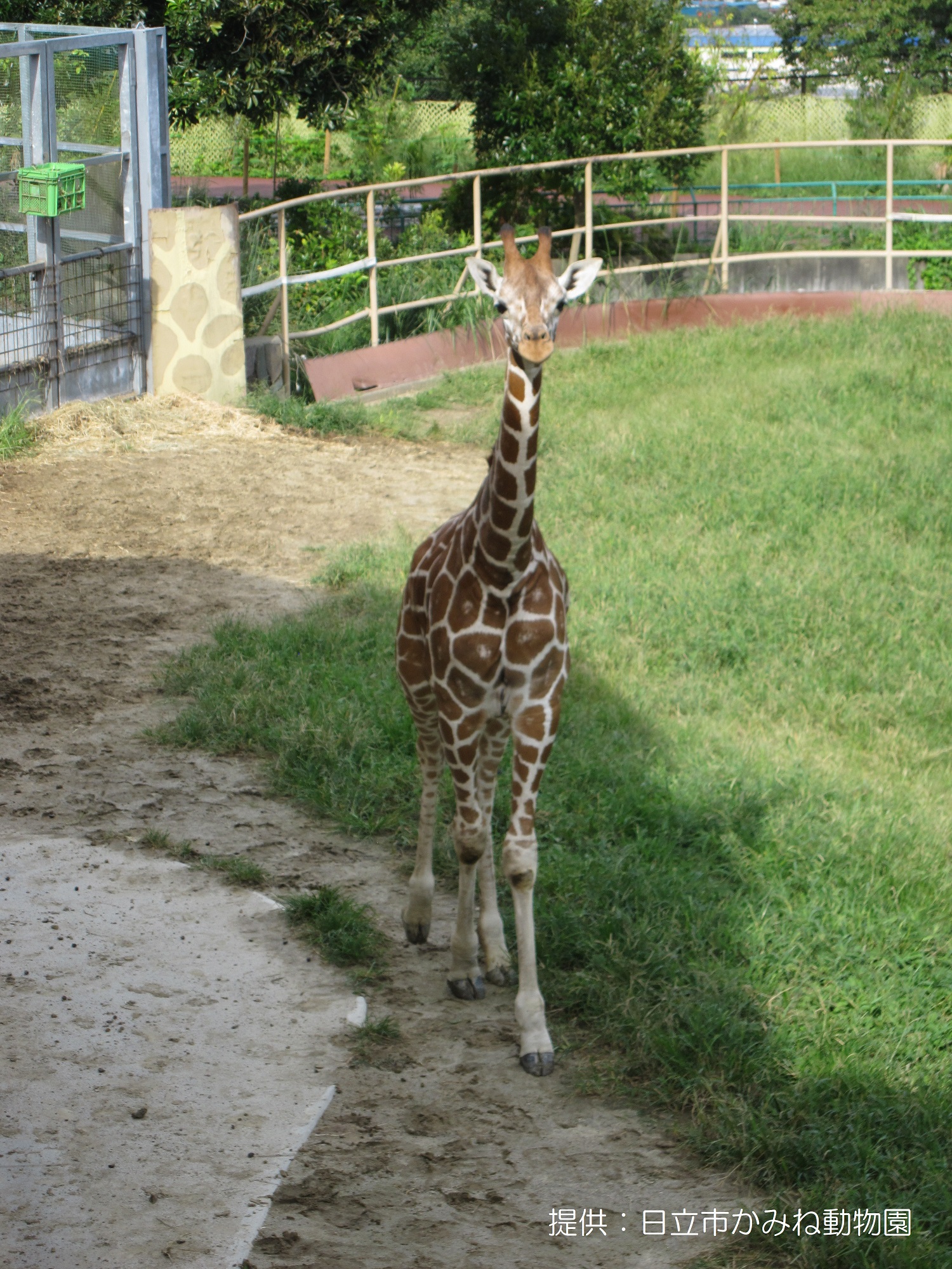 静岡市立日本平動物園 (@nhdzoo) / Twitter