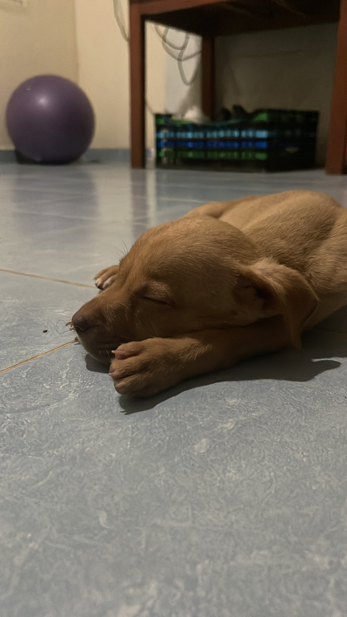 Choco➿ on Twitter: "Welcome Tigrin 🫶🏾 https://t.co/RO5S2FcSxj" / Twitter