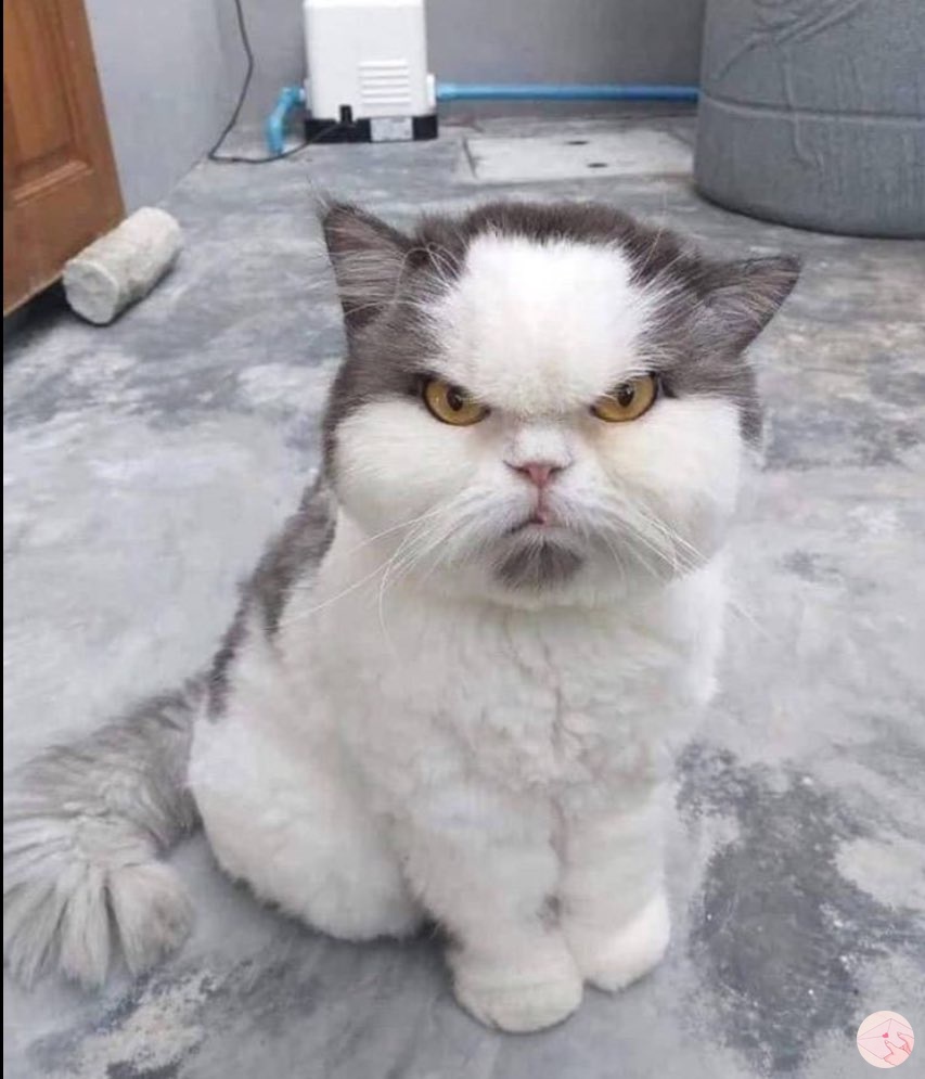 JAPANFESS TERANG on Twitter: "*jpf mirip hey hey hey ngga sihhh https://t.co/LwIrYxAsoM" / Twitter