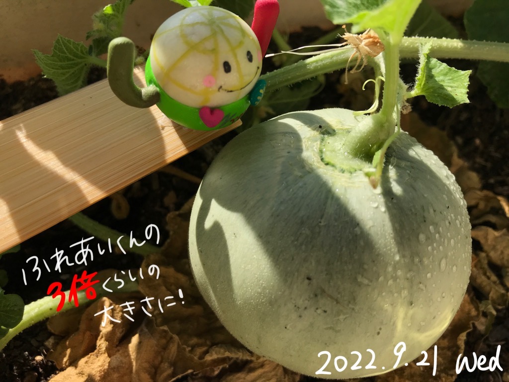 【公式】㈱農協観光 Ntour on Twitter: "種を植えてから約4か月🙋‍♀️ いよいよ食べ頃の #ゴーヤ を収穫！ 緑のゴーヤは熟すと黄色になるんですね★ 小ぶりだけど味はどうかな ...