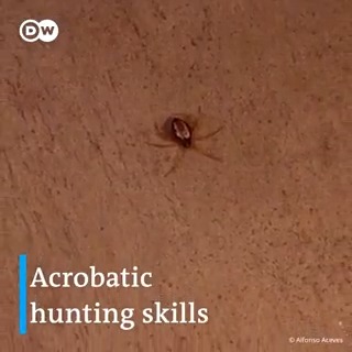 🎞️ Researchers reveal Australian ant-slayer spider’s hunting tactics 🕷️ ...