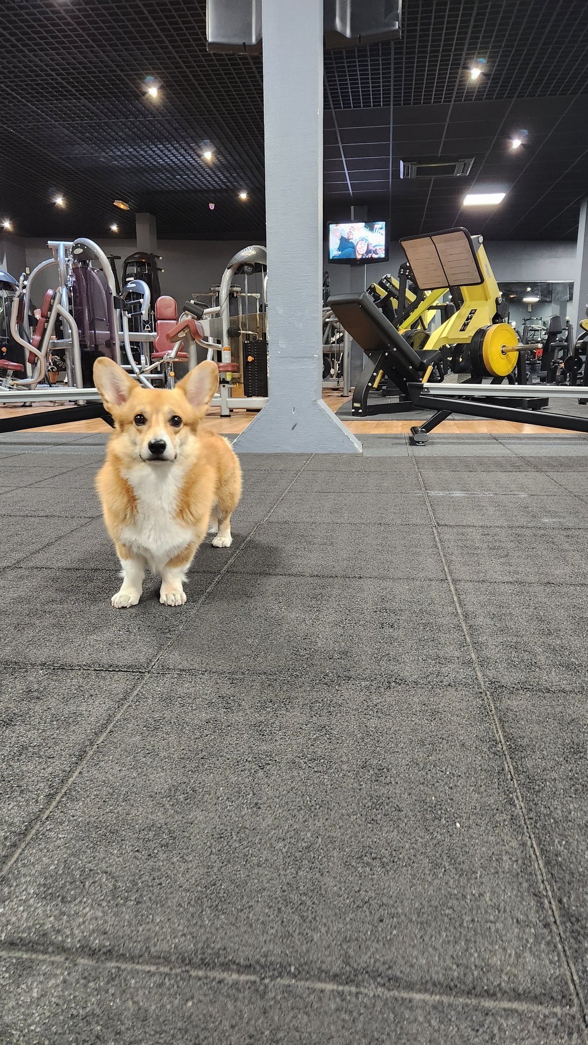 Léo - TechMaker on Twitter: "Les mecs qui sont là à te fixer à la salle de sport, giga relou ...