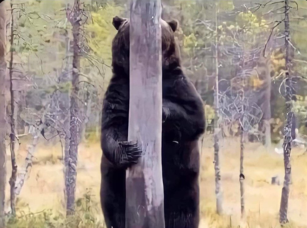 Moon Dragon on Twitter: "The most frightening talent of the brown bear is an uncanny ability to ...