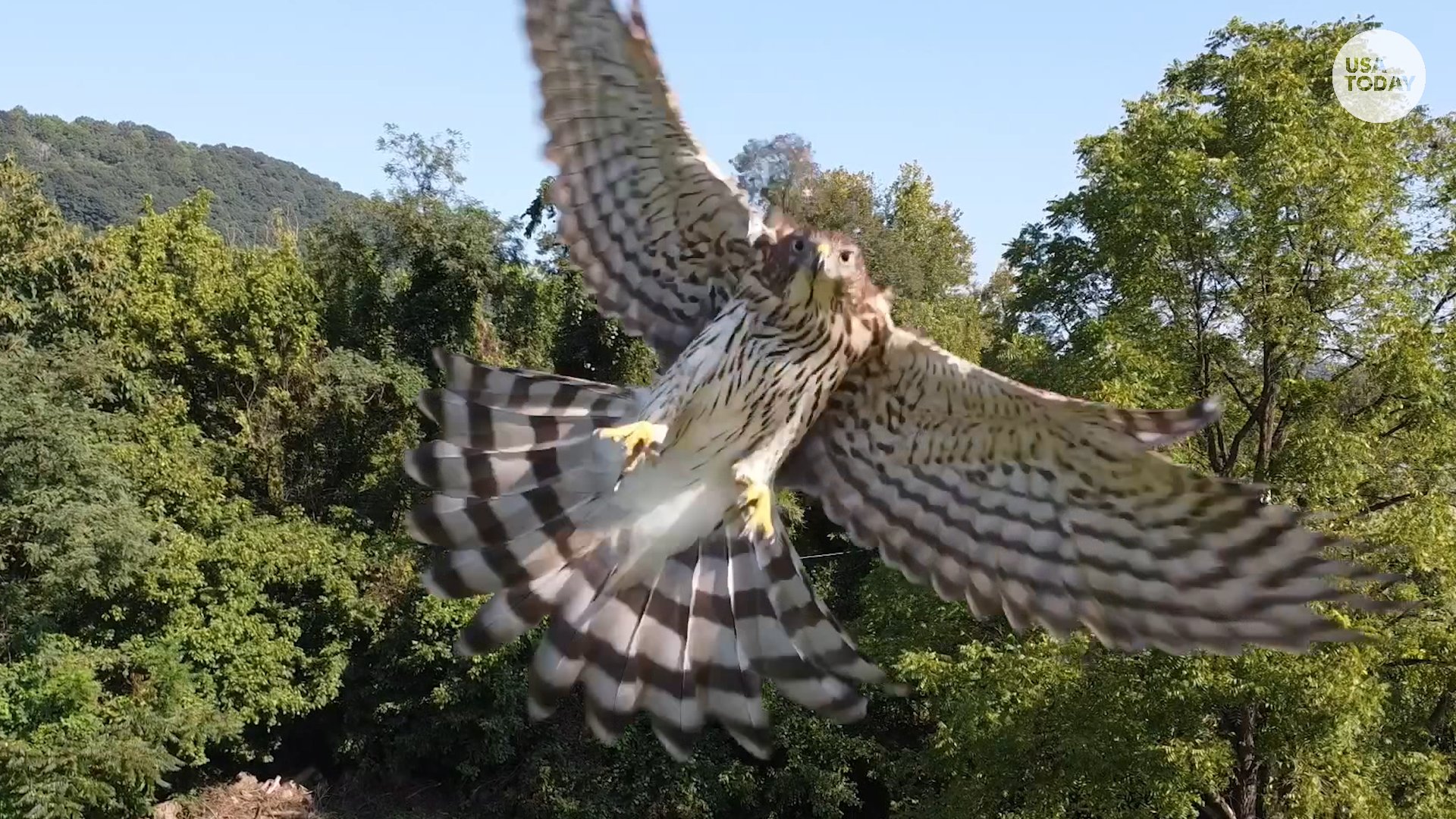 Hawks shows it does not like drones