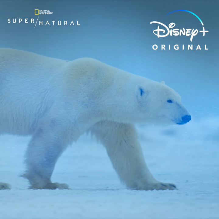 National Geographic TV on Twitter: "Polar bears have the most powerful ...