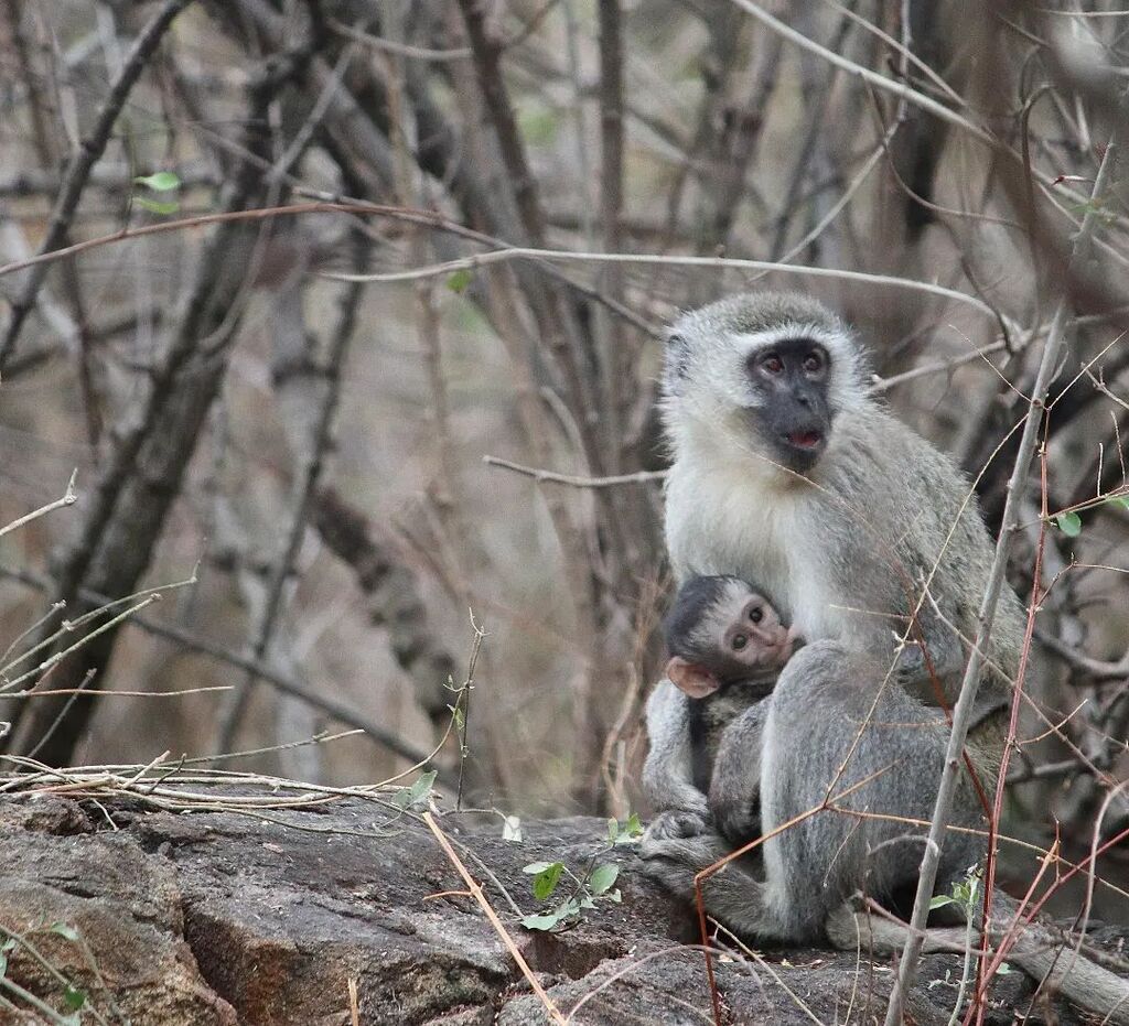 Thank You | Vervet Monkey Foundation