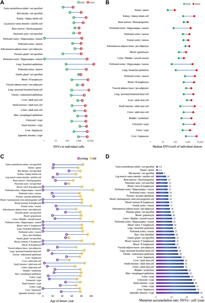 🥼Agingdoc1⭐MD, PhD 🔔 on Twitter: "Age-related somatic mutation burden in human tissues Peijun ...
