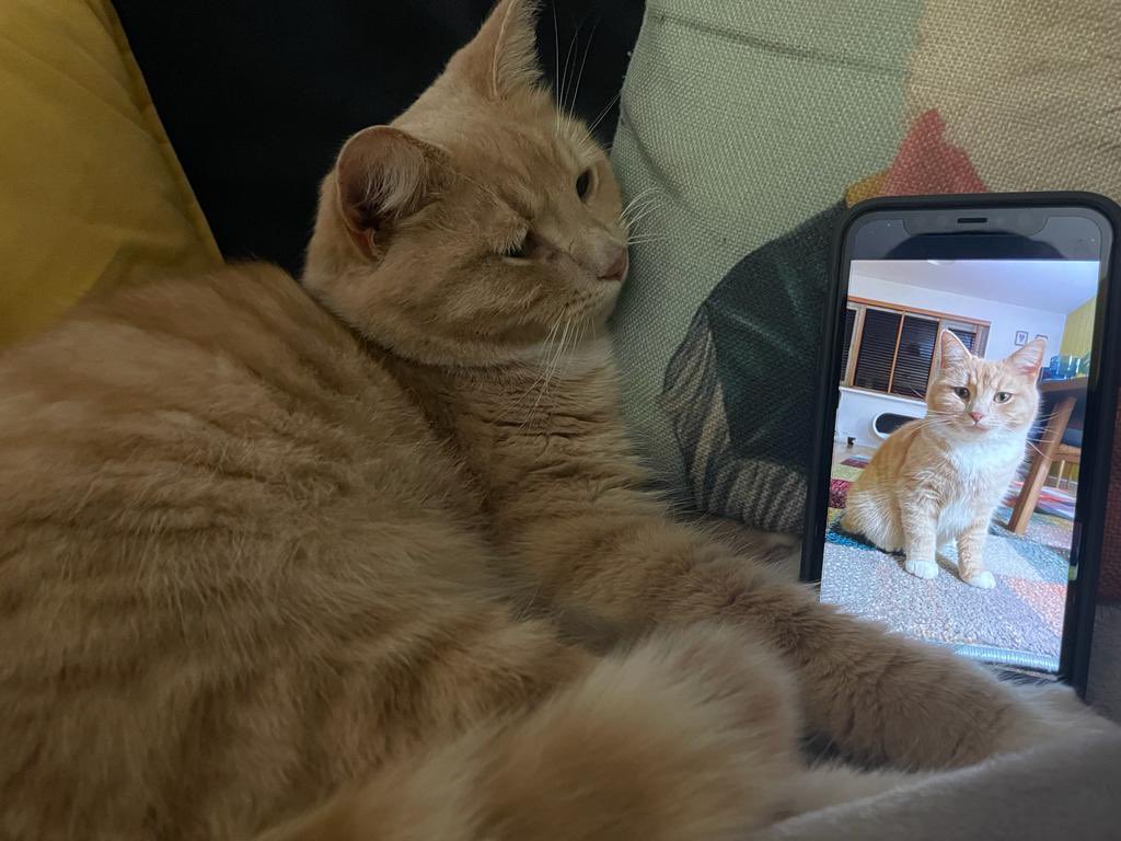 Throwback Thursday Cat