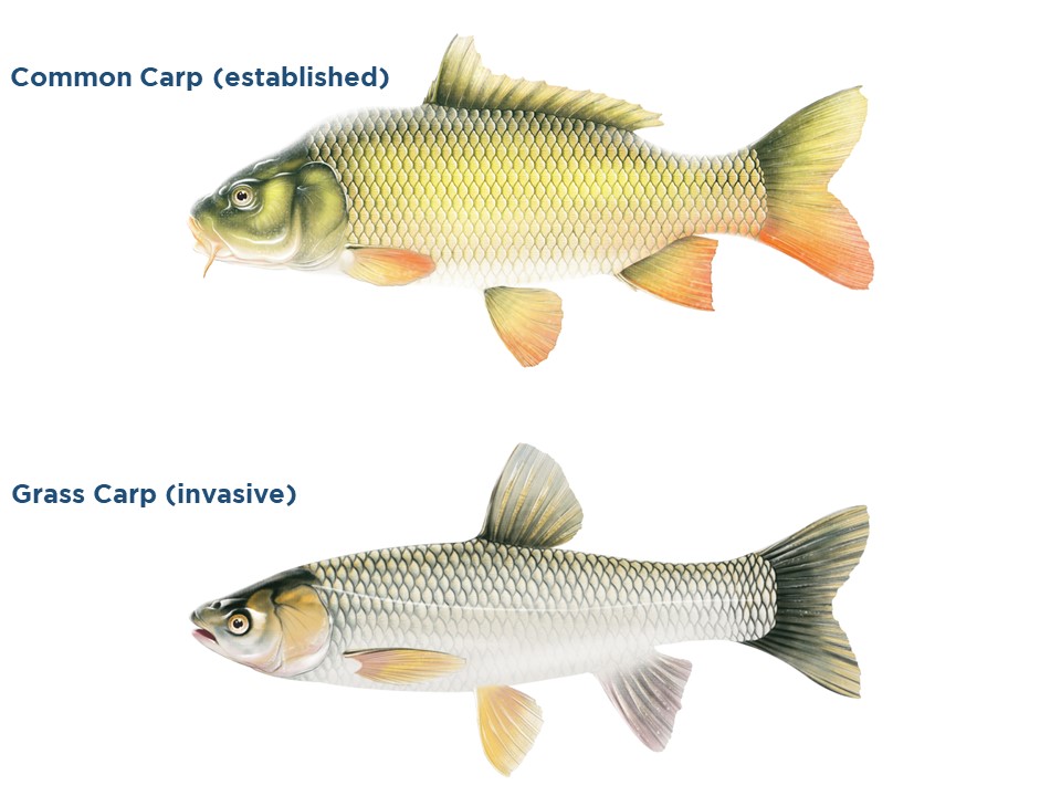 Grass Carp Vs Common Carp