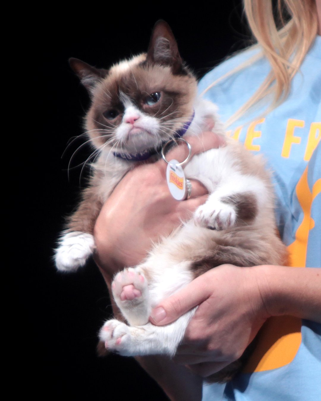 Wikipedia on Twitter: "Ten years ago, the internet met @RealGrumpyCat. 🐱 Tardar Sauce (the cat's ...
