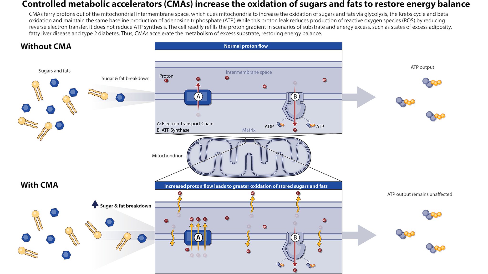 BioCompounding on Twitter: "Controlled Metabolic Accelerators (CMAs) are designed to selectively ...