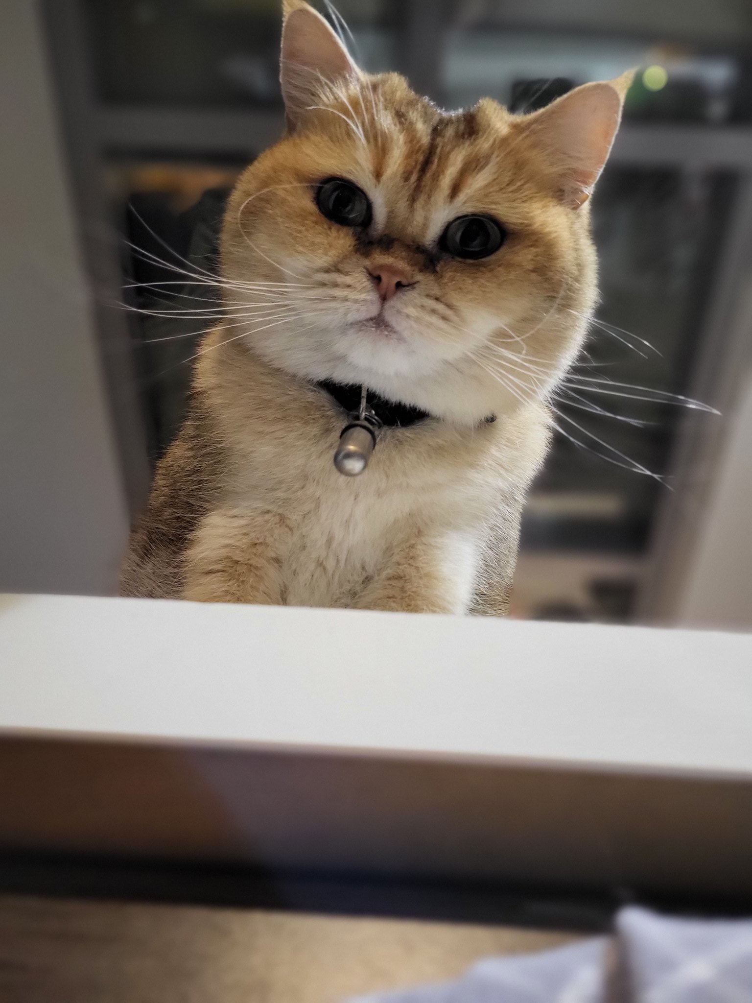 𝓦𝓞𝓜𝓟𝓘𝓔 (@wompie_domple) / Twitter